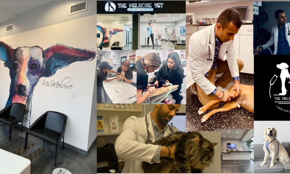 The Melrose Vet: Championing LGBTQ equality while keeping pets healthy ...